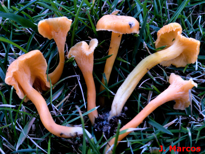 La angula de monte, el perfume de otoño - Mico Aragon