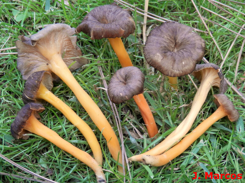 La angula de monte, el perfume de otoño - Mico Aragon