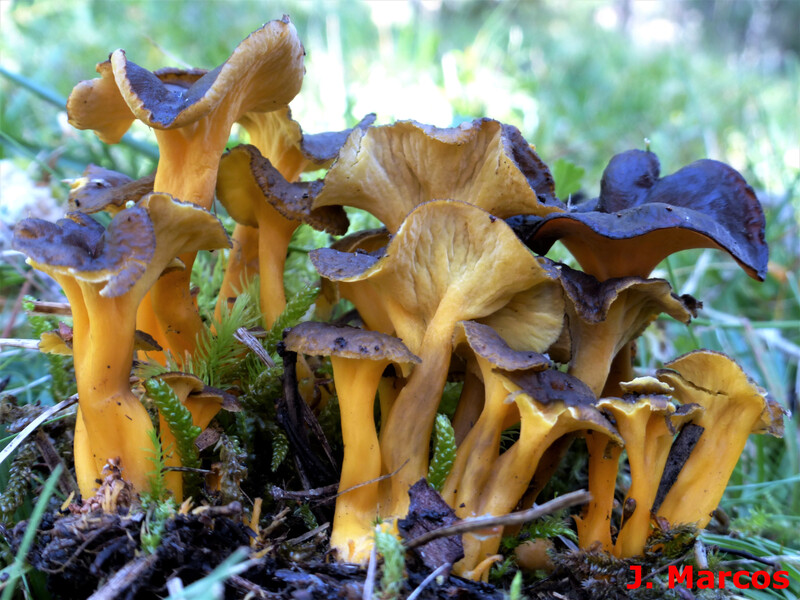 La angula de monte, el perfume de otoño - Mico Aragon