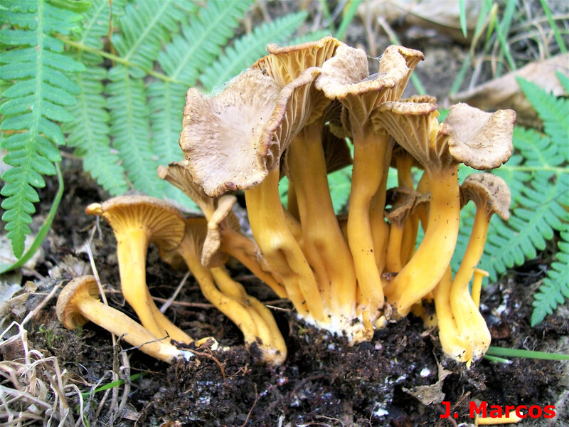 La angula de monte, el perfume de otoño - Mico Aragon