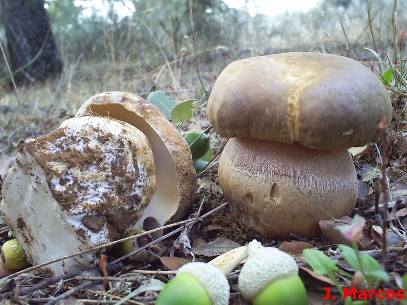 El boleto negro. El magnífico - Mico Aragon