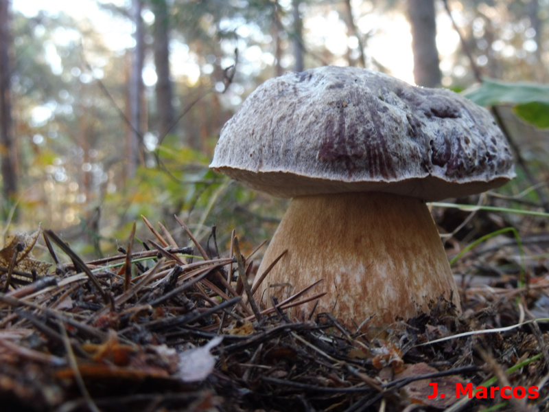 El boleto pinícola, el coloso del bosque - Mico Aragon