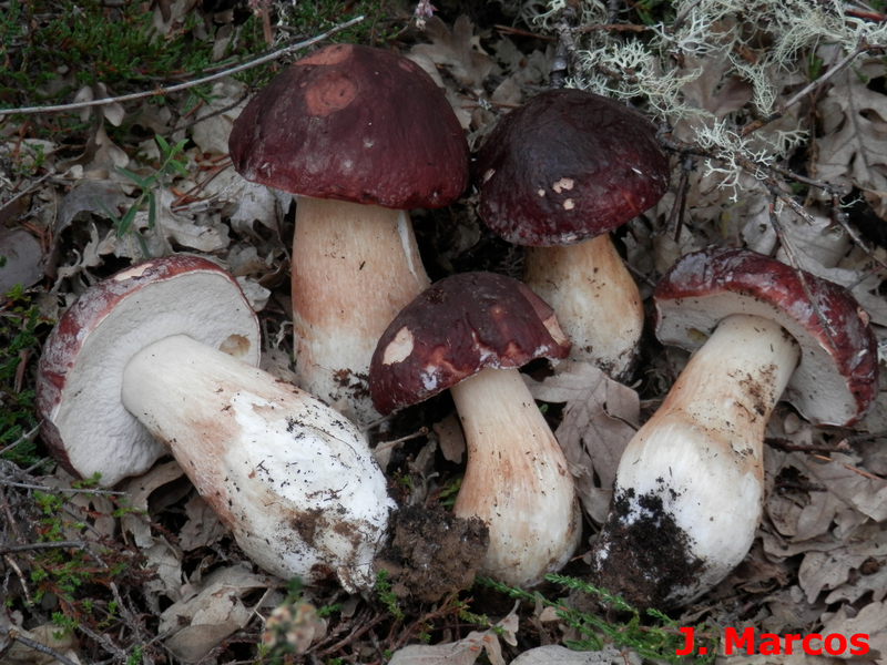 El boleto pinícola, el coloso del bosque - Mico Aragon