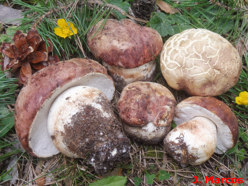 El boleto pinícola, el coloso del bosque - Mico Aragon