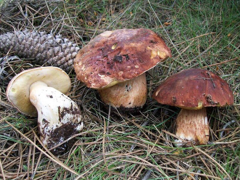 El boleto pinícola, el coloso del bosque - Mico Aragon