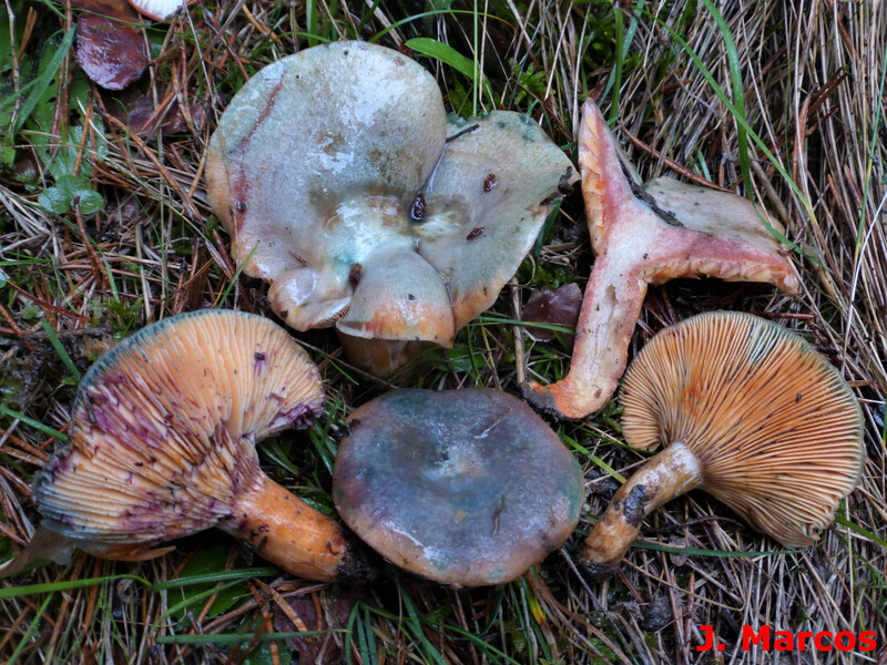 El rebollón, el ídolo de los pinares - Mico Aragon