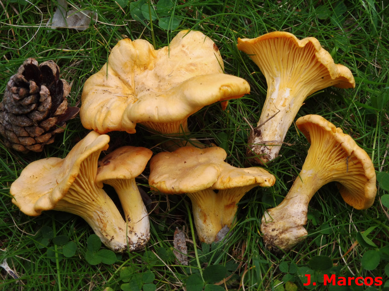 El Rebozuelo, el gran animador del verano - Mico Aragon