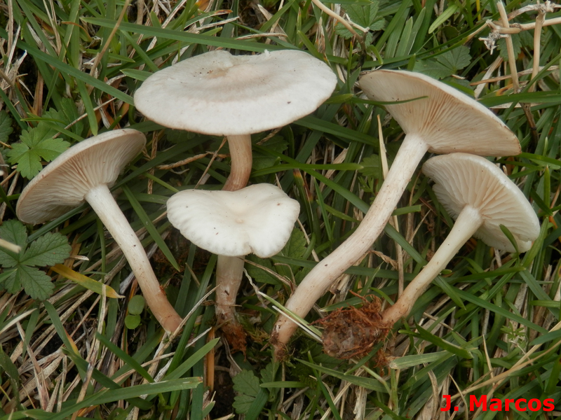 La senderuela, la ninfa de las praderas - Mico Aragon