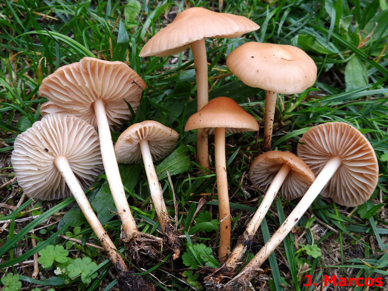 La senderuela, la ninfa de las praderas - Mico Aragon