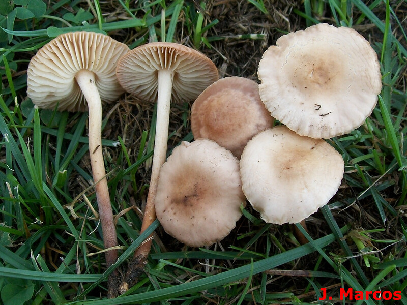 La senderuela, la ninfa de las praderas - Mico Aragon