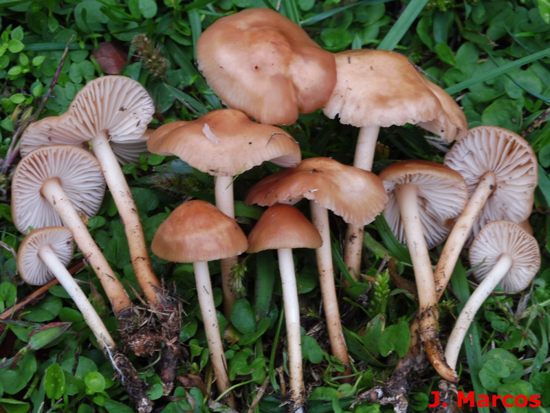 La senderuela, la ninfa de las praderas - Mico Aragon