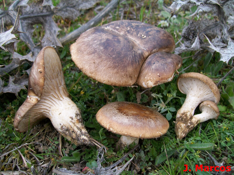La seta de cardo, la delicia de los pastizales - Mico Aragon
