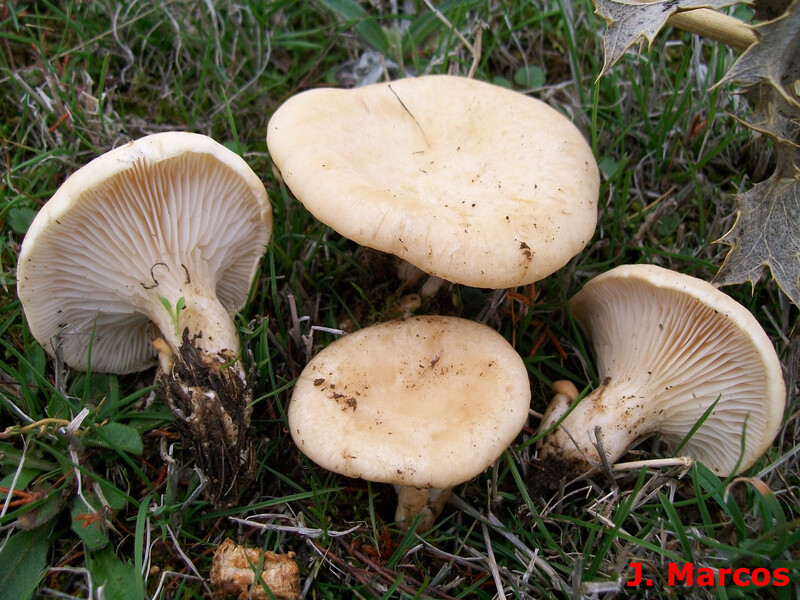 La seta de cardo, la delicia de los pastizales - Mico Aragon