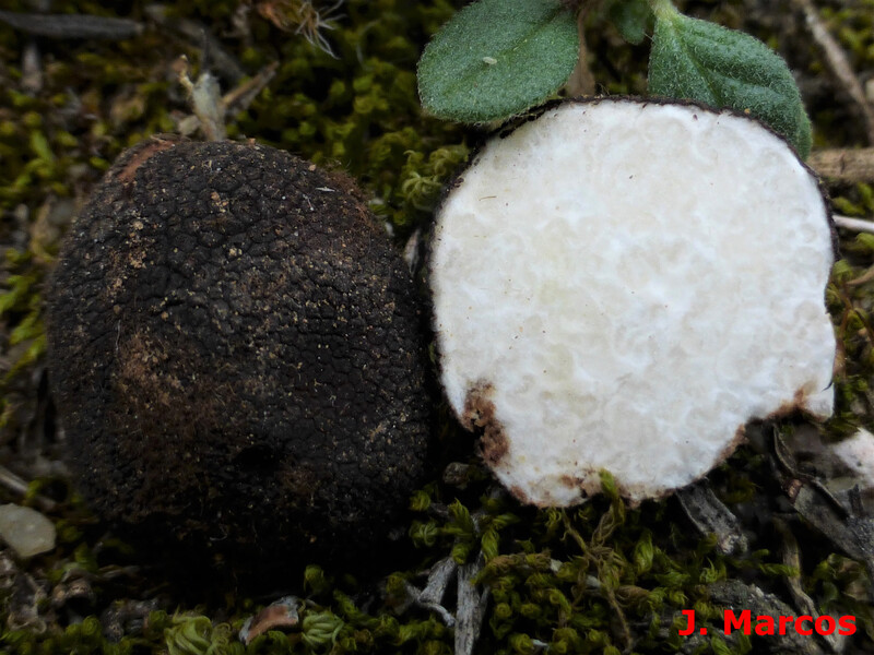 La trufa de verano. El tesoro estival - Mico Aragon