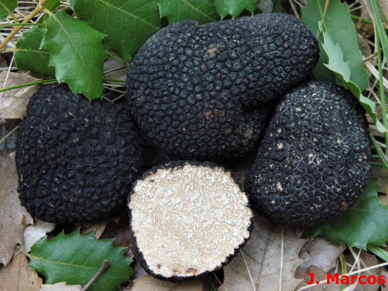 La trufa de verano. El tesoro estival - Mico Aragon